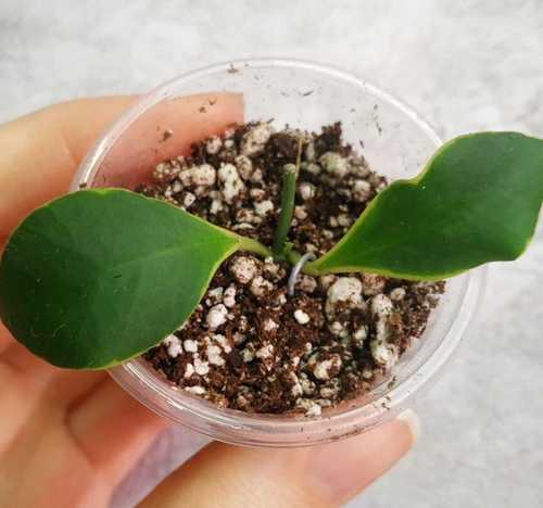 Hoya heuschkeliana albomarginata