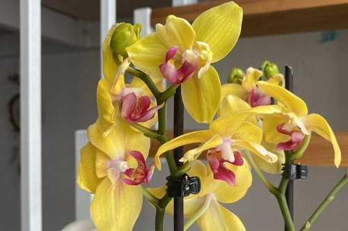 Орхидея фаленопсис желтый бантик