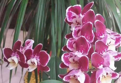 Орхидея пелор баблс
