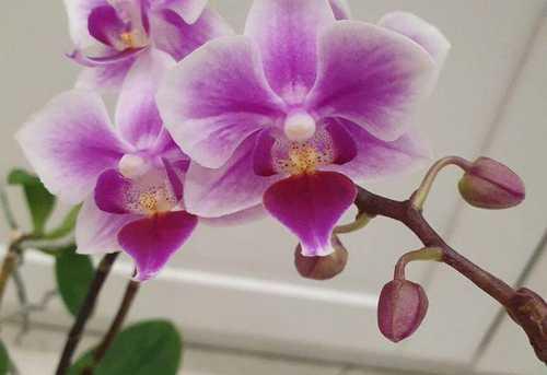 Орхидея фаленопсис буэнос айрес (детка)