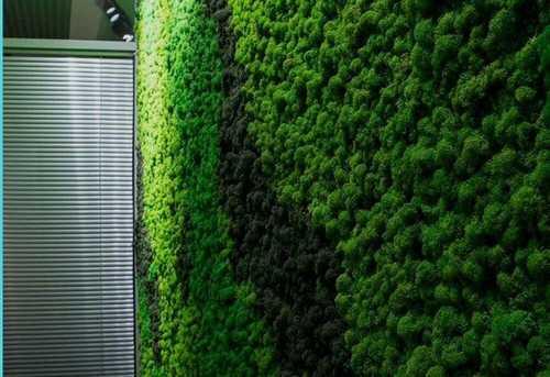 Природа в вашем интерьере: стены из растений. Арт: