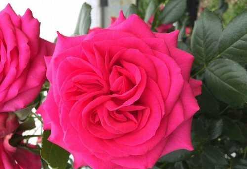 Саженец плетистой розы Маритим
