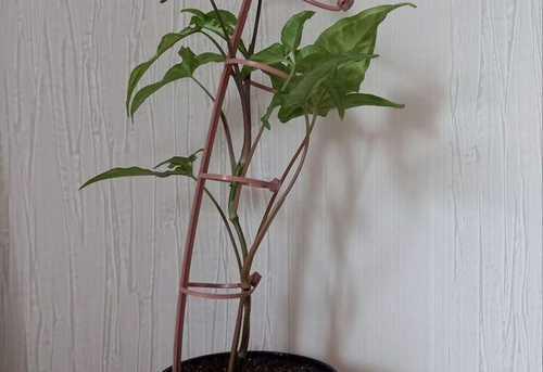 Комнатные растения Сингониум (подофиллум)