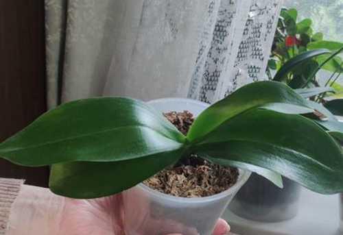 Орхидея Taisuco Jasper (peloric - 2 eyes)