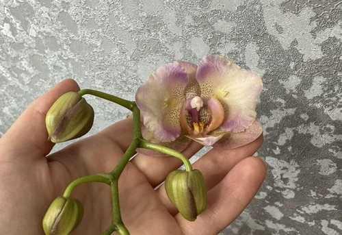 Орхидея фаленопсис легато бабочка