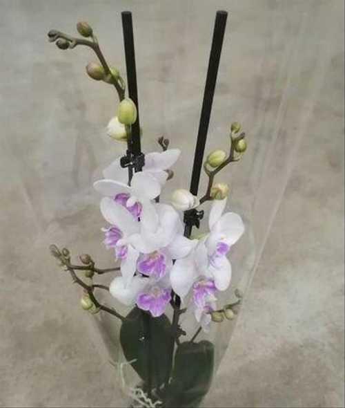 Орхидея фаленопсис биг лип Леонтин пинк