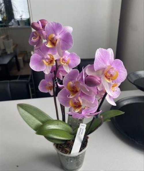 Орхидея мини 9 горшок отцветает