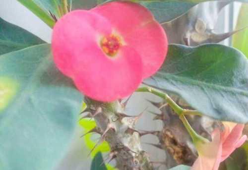 Молочай миля розовый- дерево любви