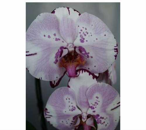 Орхидея алмазное небо фото и описание