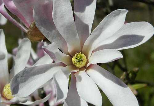 Магнолия звёздчатая (Magnolia stellata)