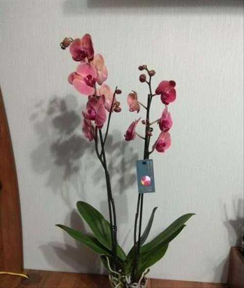 Орхидея фаленопсис Asian Coral