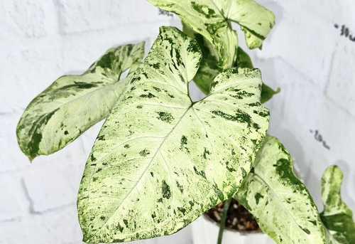 Сингониум green freckles mutation