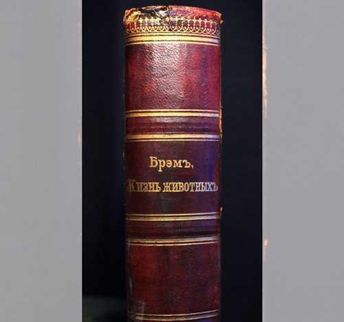 Птицы, антикварная книга 1903