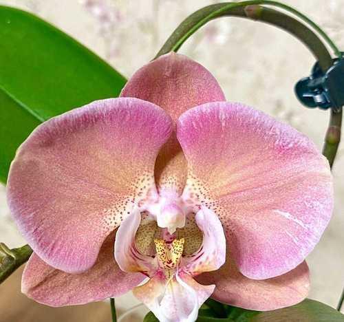 Цветет. Орхидея The Queen стандарт