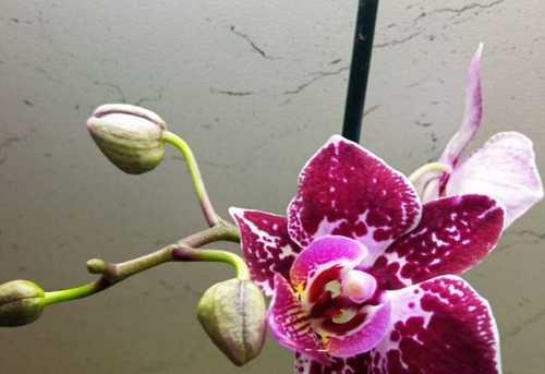 Бронь. Орхидея фаленопсис мультифлора Kadiz