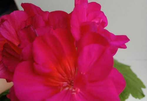 Пеларгония герань интересной расцветки