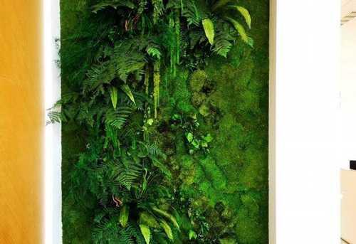 Картина, панно из мха, растений, декор стен, от