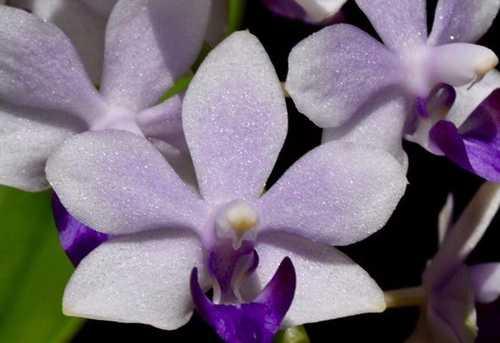 Орхидея фаленопсис Tzu Chiang Sapphire