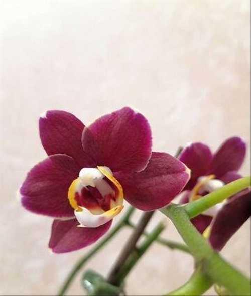 Орхидея фаленопсис Sunrise Red Peoker