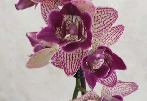 Орхидея фаленопсис трилипс Аркадия