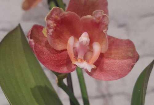 Орхидея фаленопсис бантик