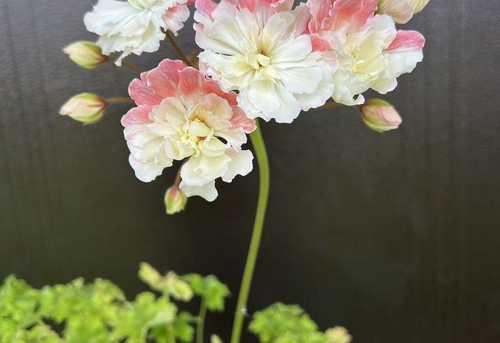 Пеларгония герань Lara Faya