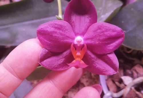 Орхидея фаленопсис Chiang Jhin Lady арома цветёт