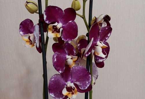 Орхидея фаленопсис Indus