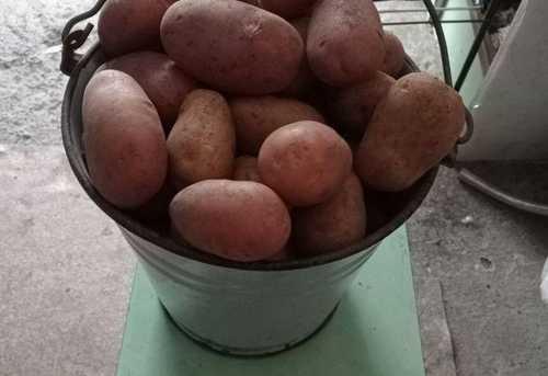 Картофель садовый на еду