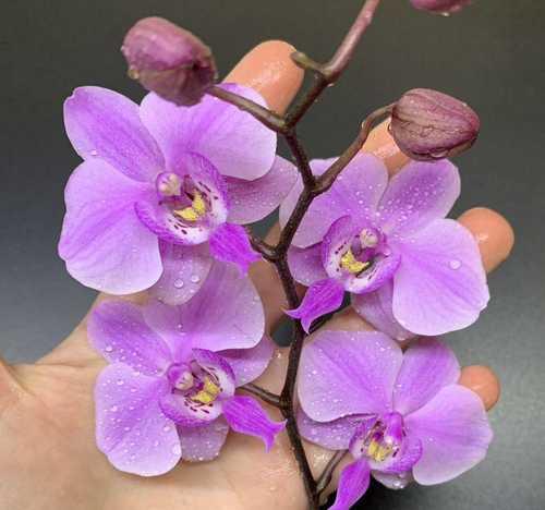 Орхидея Phal. schilleriana х sib