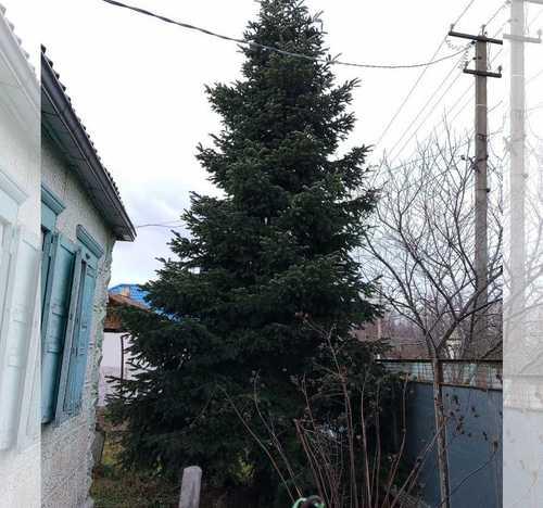 Пихта кавказская
