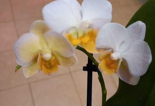 Орхидея фаленопсис Бургунди