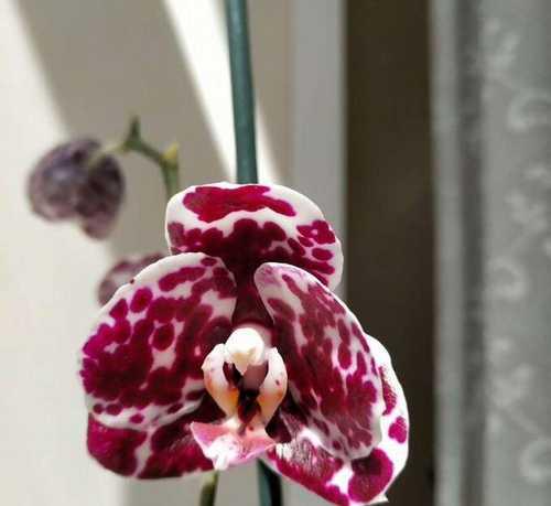 Орхидея фаленопсис MCL136 Phal. Mituo Sunrise