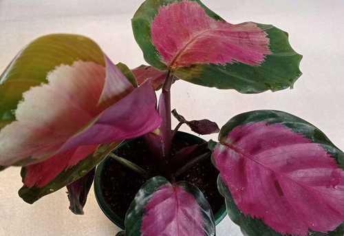 Калатея Рози. Декоративно лиственные растения