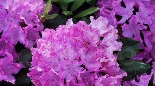 Рододендрон Roseum Elegans