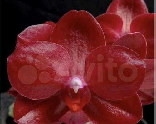 Орхидея фаленопсис Haur Jih Fancy