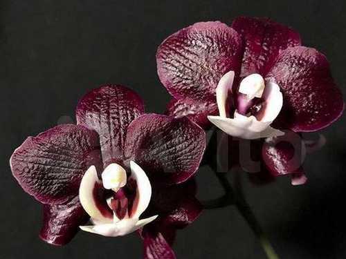 Орхидея Phal. Kaoda Twinkle 2.5" B31