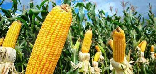 Семена кукурузы Краснодарский 291,292, 377 амв