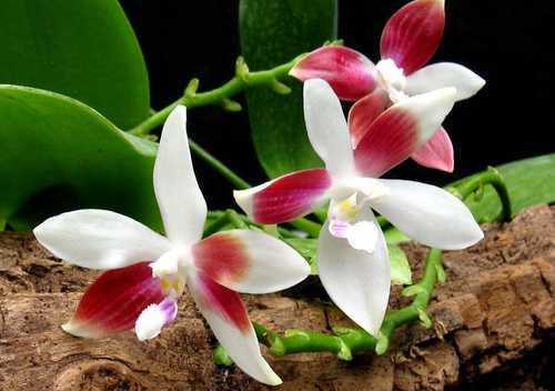 Орхидея Phalaenopsis Tetraspis