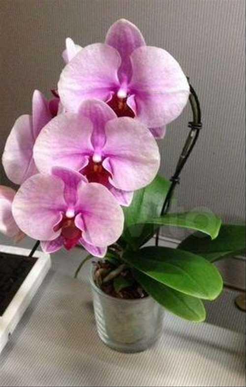 Орхидея фаленопсис Сого Юкидан розовый