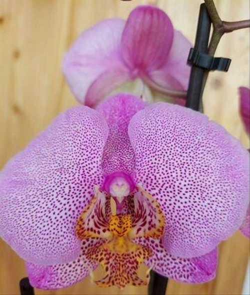 Орхидея манхэттен