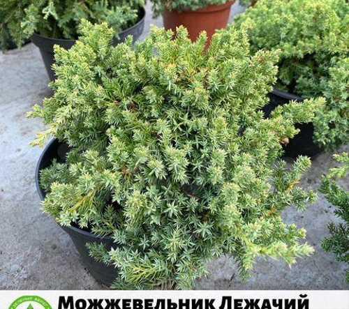 Можжевельник лежачий нана