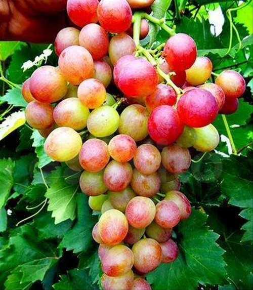 Саженец Виноград “Ливия”