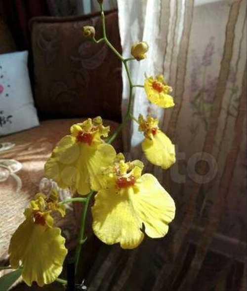 Орхидея Онцидиум Свит шугар