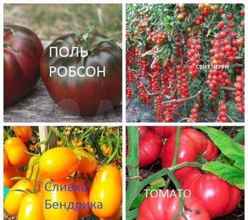 Сортовые семена томатов