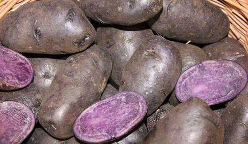 Семена фиолетового картофеля для диабетиков