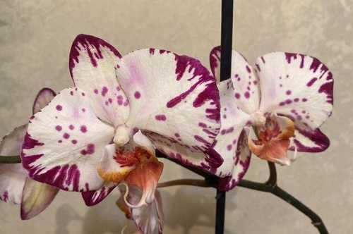 Орхидея Ever Spring Prince