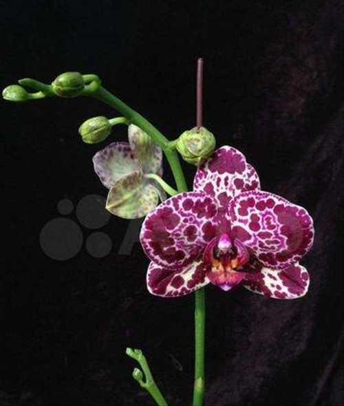 Орхидея Phal. Lioulin Wild Cat 2.5" B26