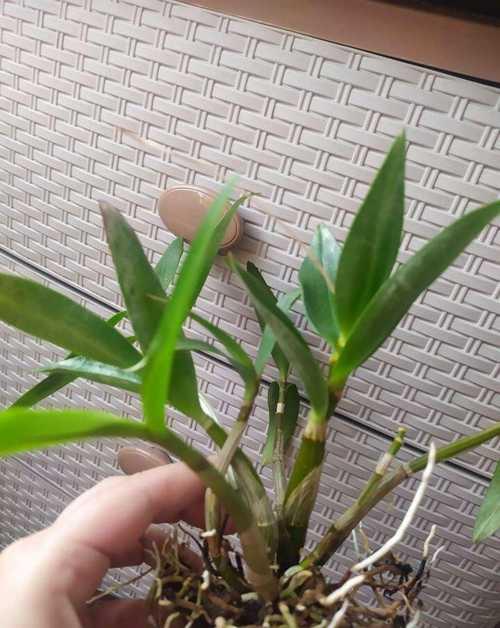 Орхидея дендробиум Бери Ода