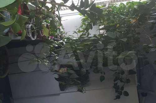 Мандарин с горшком 2метра